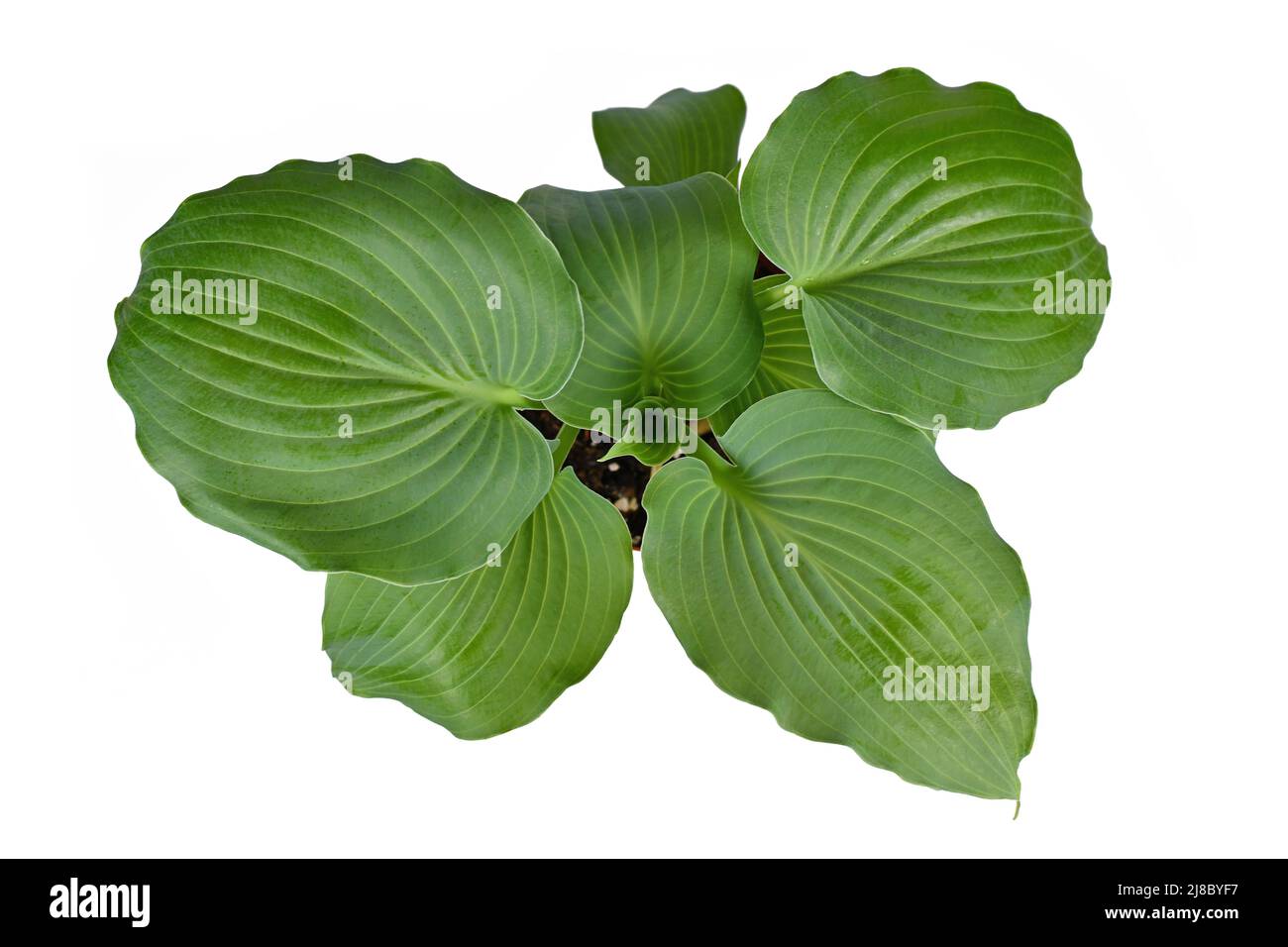 Top view of 'Hosta Moonlight Sonata' garden plant on white background ...