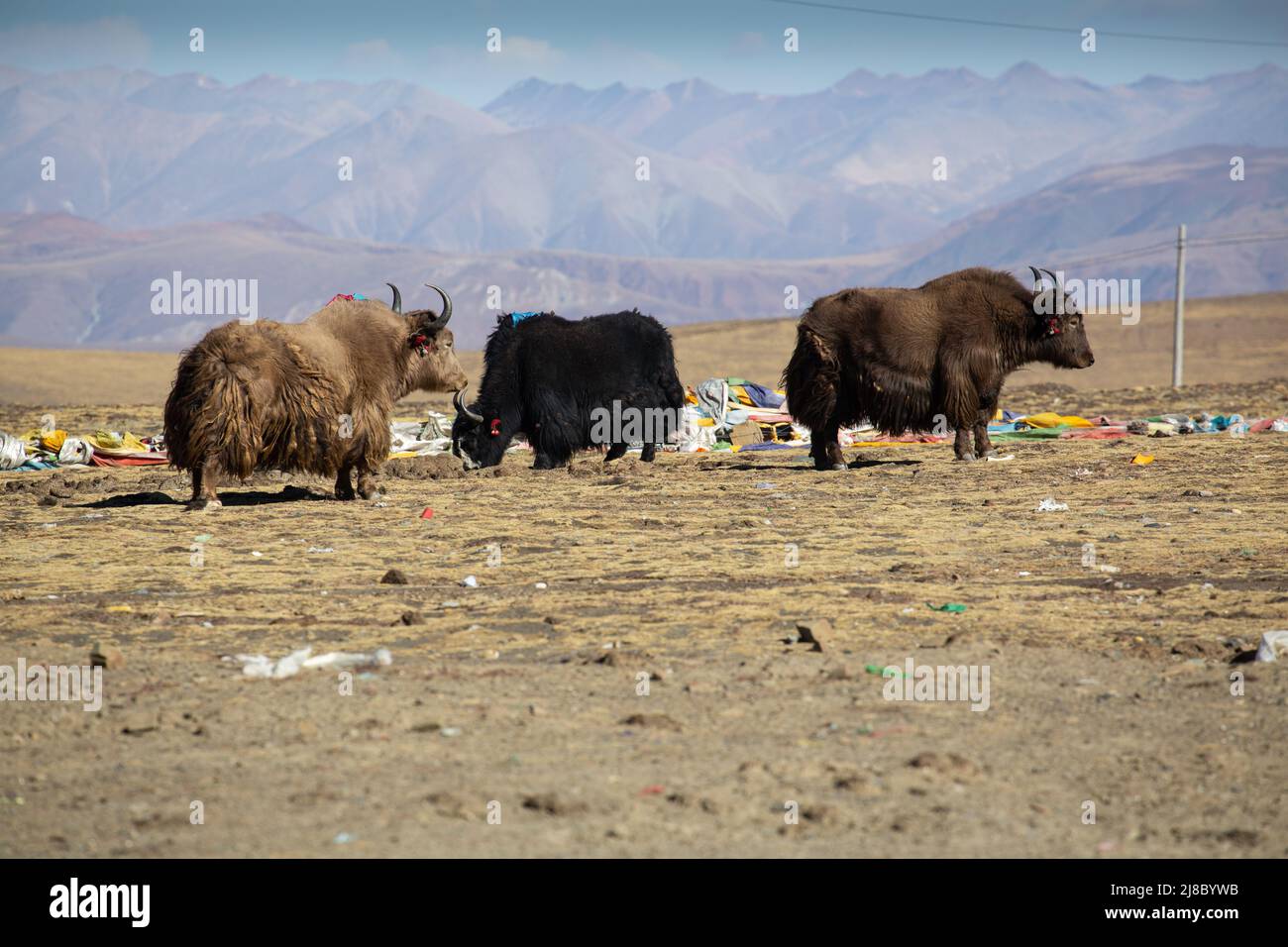 Three Yaks in Tibet Stock Photo - Alamy