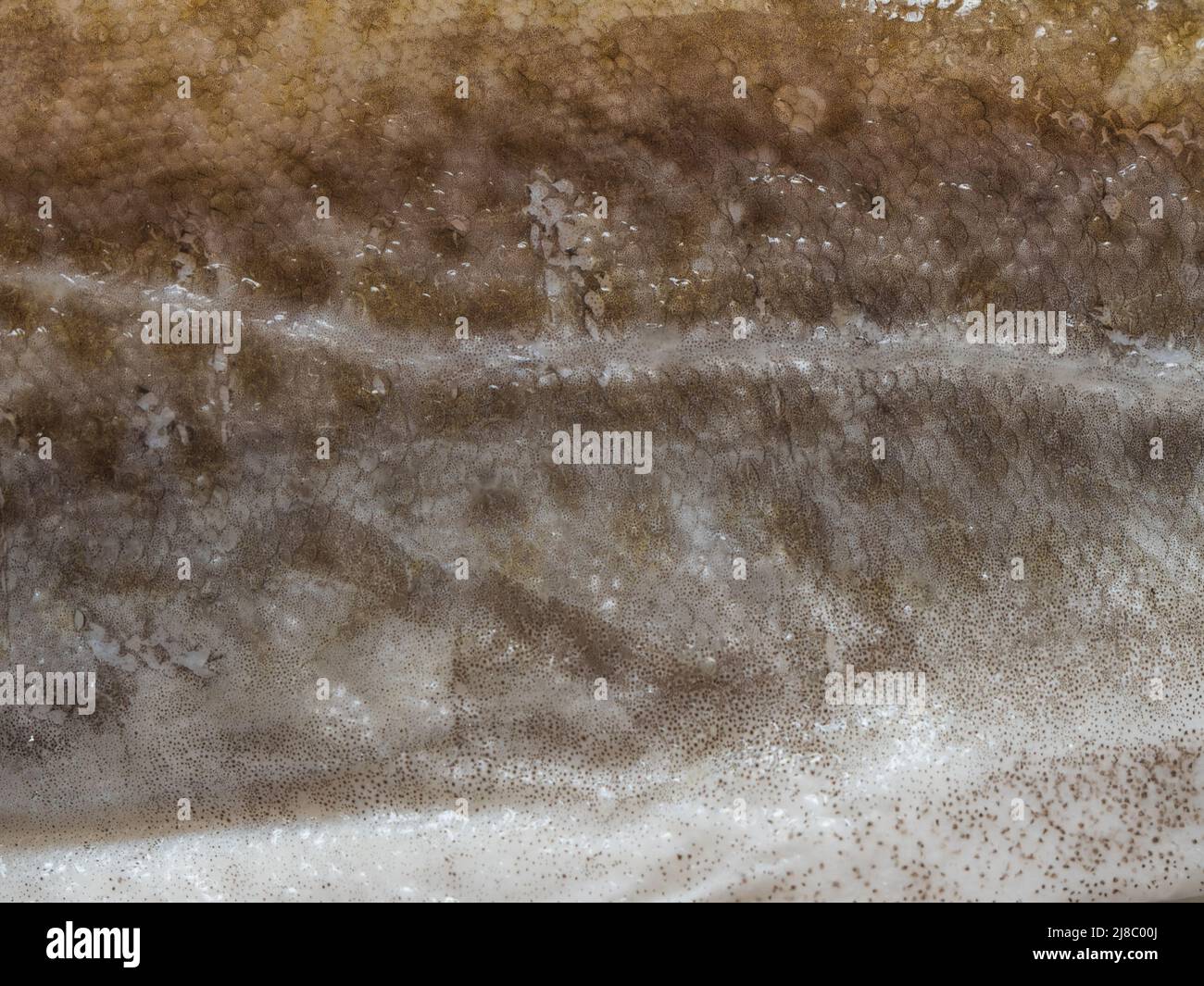 Cod skin texture Stock Photo - Alamy