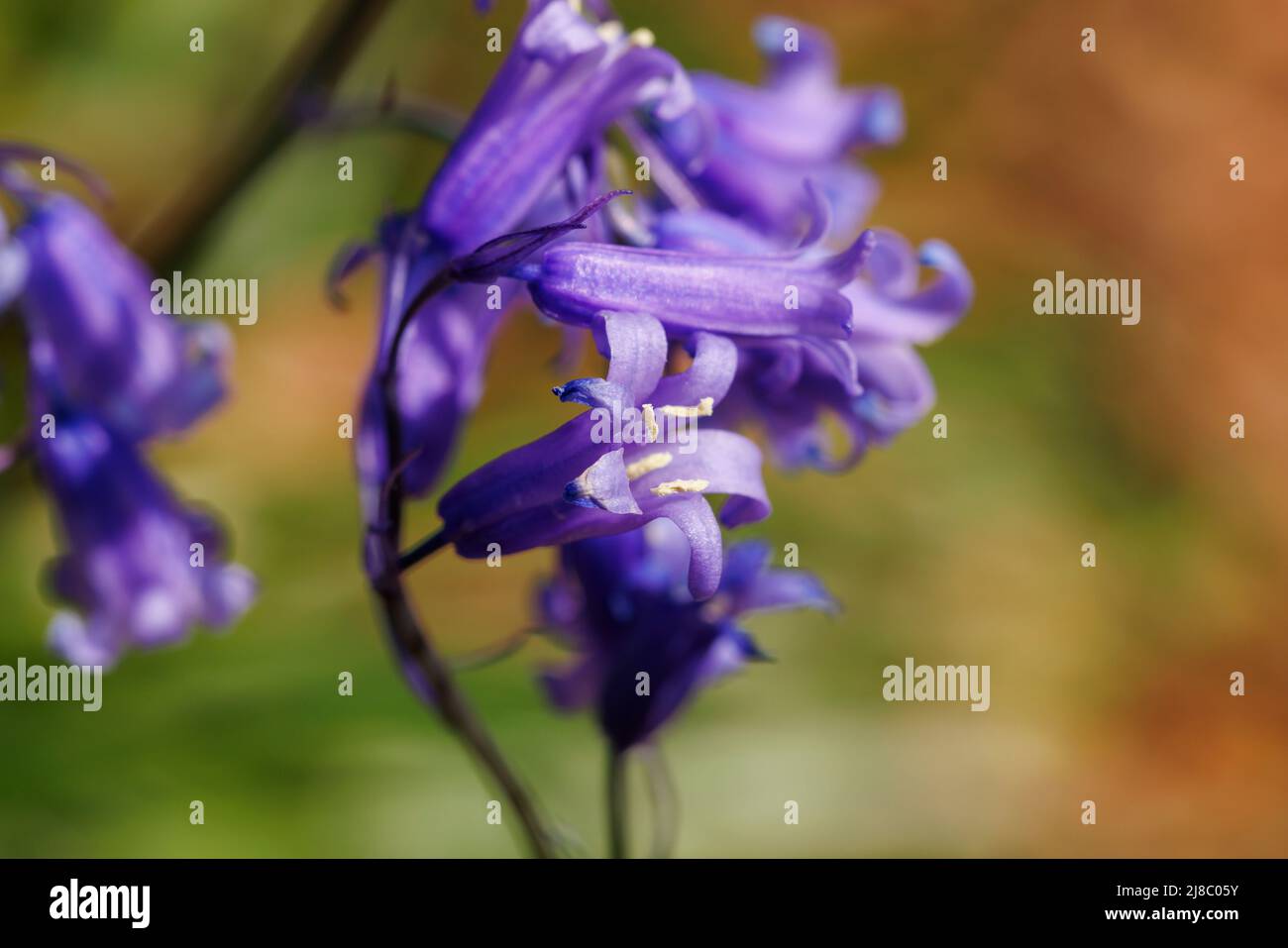Blue bells in the wood Stock Photo - Alamy