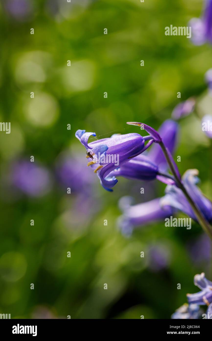 Blue bells in the wood Stock Photo - Alamy