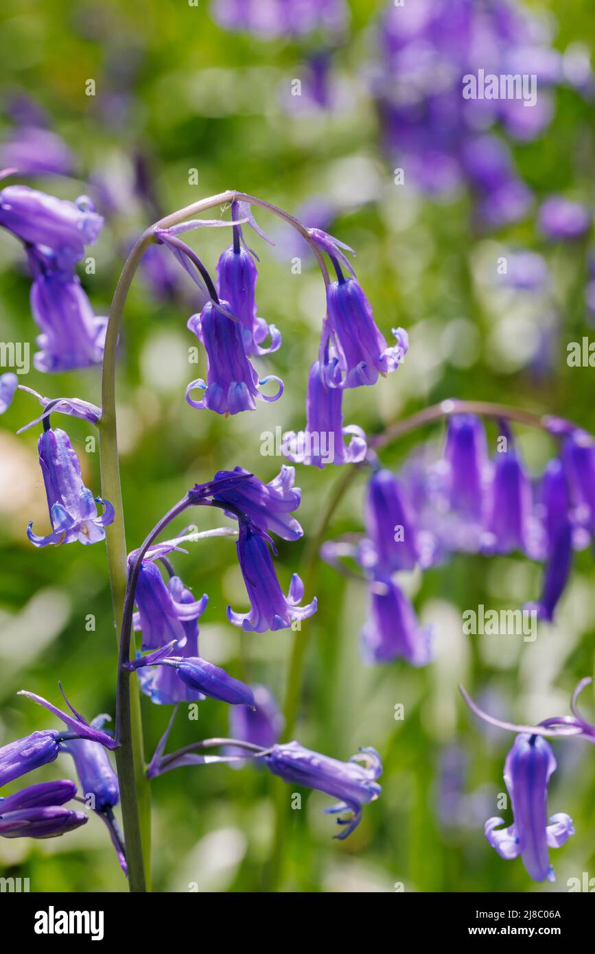 Common blue bell hi-res stock photography and images - Alamy