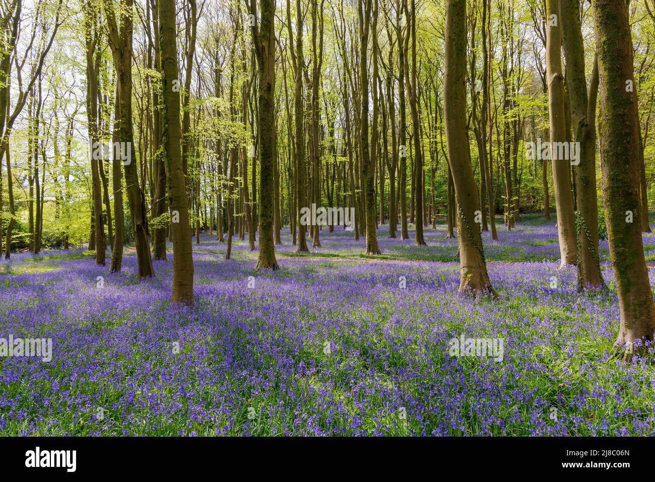 Blue bells in the wood Stock Photo - Alamy