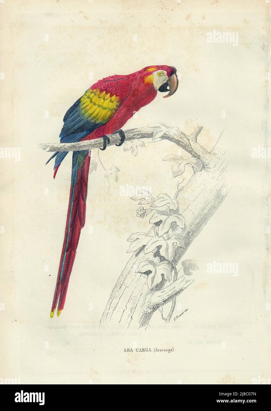 Parot tail hi-res stock photography and images - Alamy