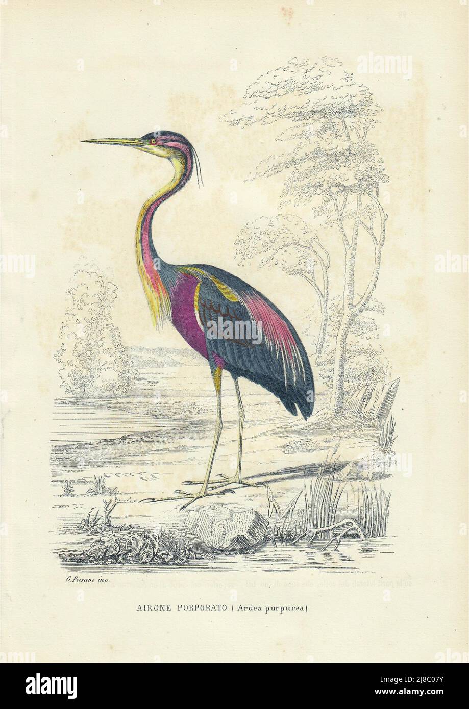 Countryside flowers etching hi-res stock photography and images - Alamy