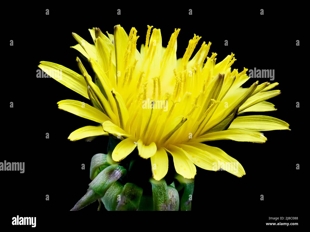 A blooming dandelion flower with yellow petals and yellow stamens with ...