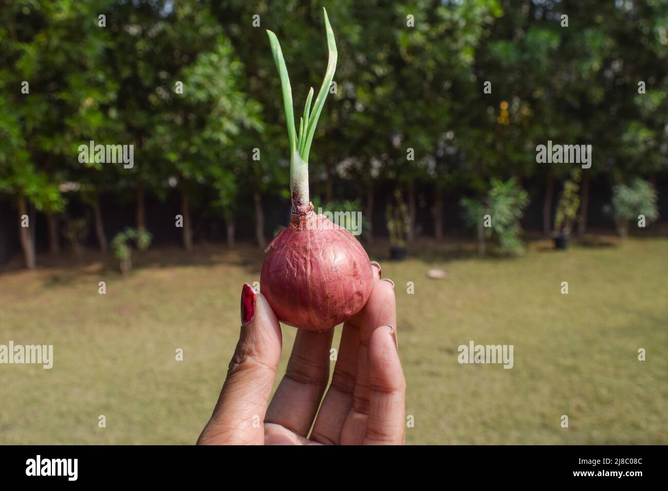 Long sprouted onion hi-res stock photography and images - Alamy
