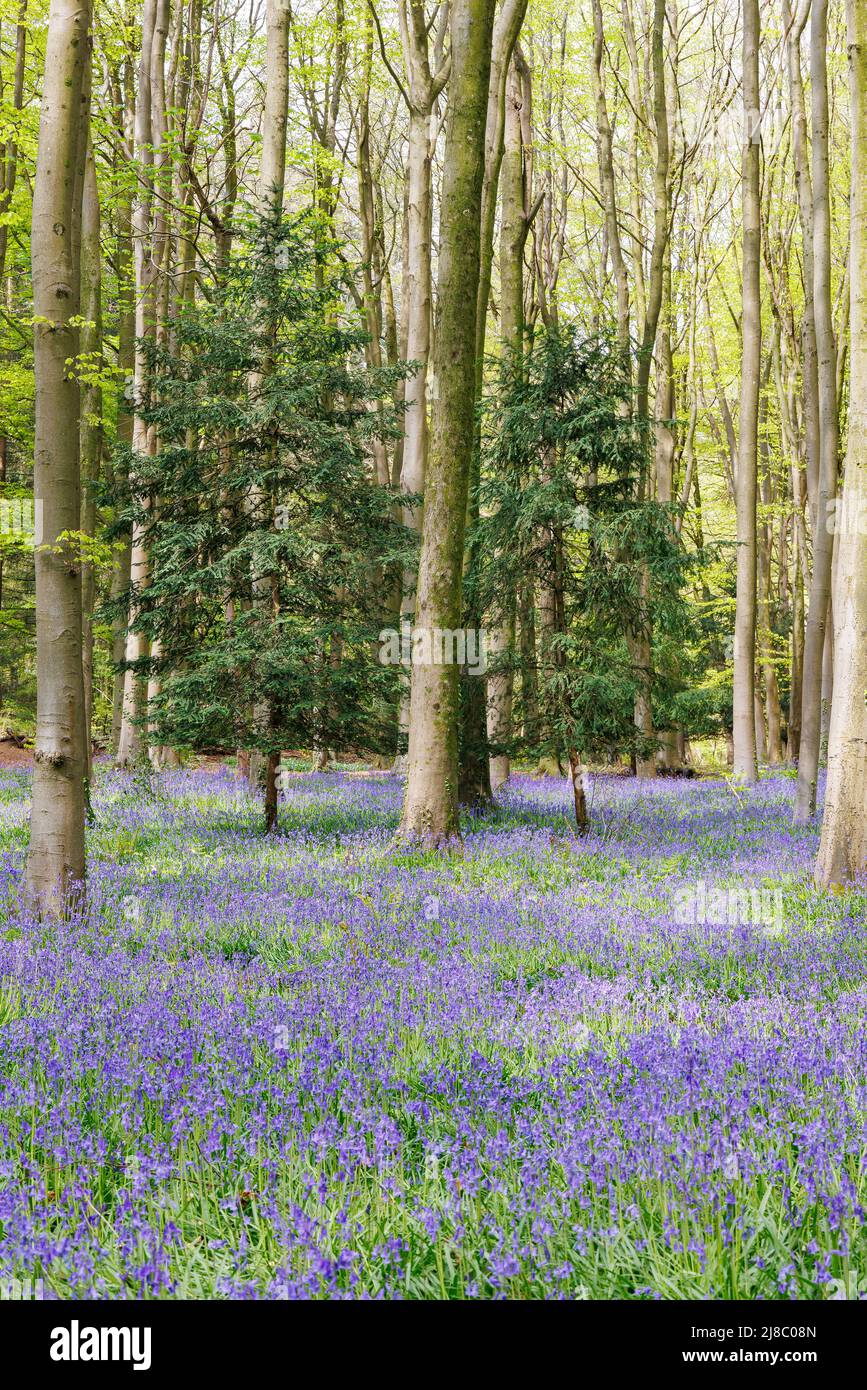 Blue bells in the wood Stock Photo - Alamy
