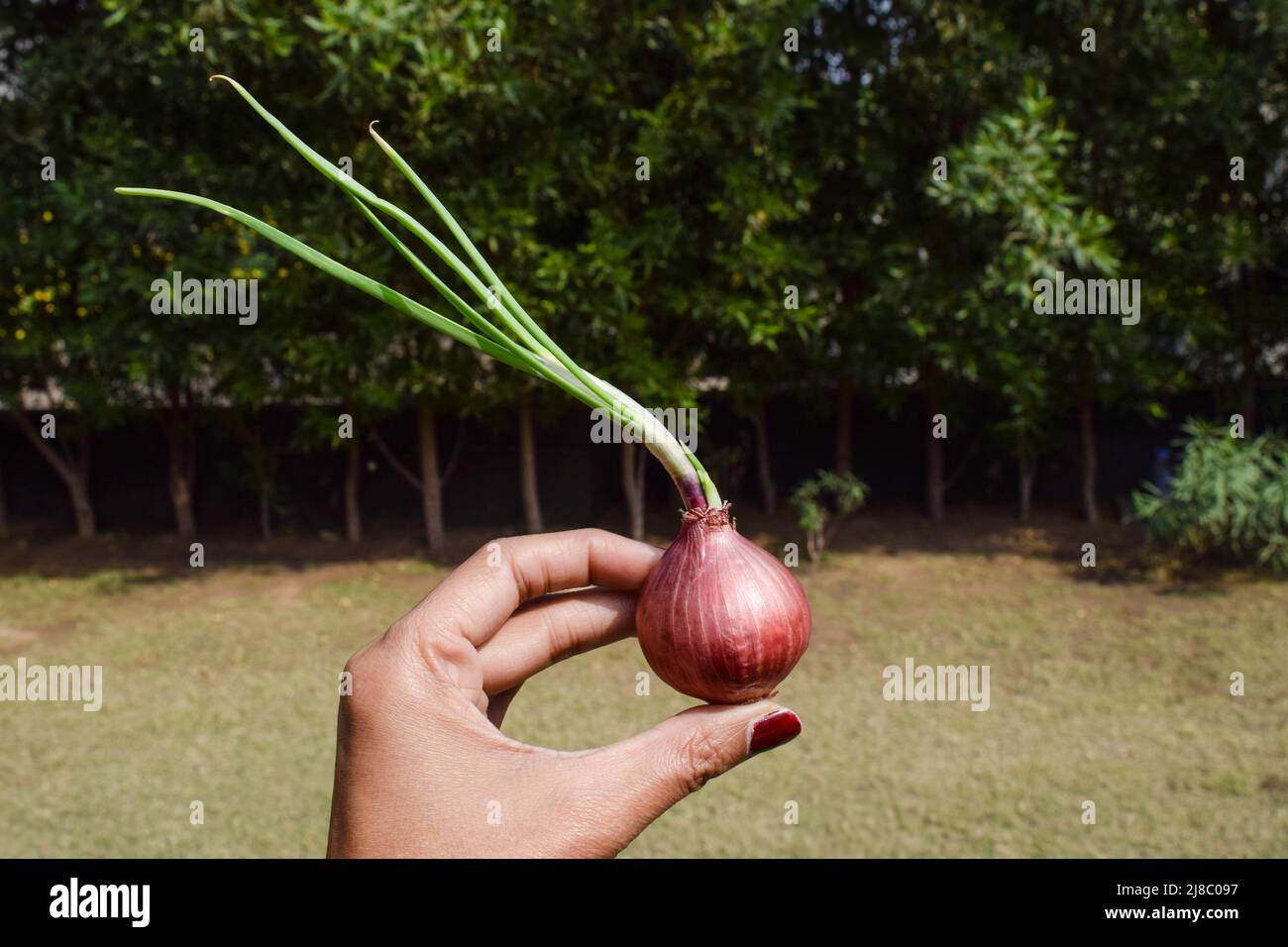 Long sprouting onion hi-res stock photography and images - Alamy