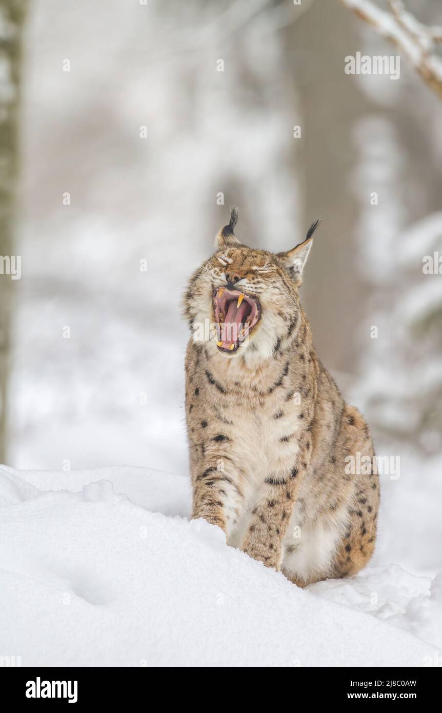 Lynx, luch in snow Stock Photo - Alamy