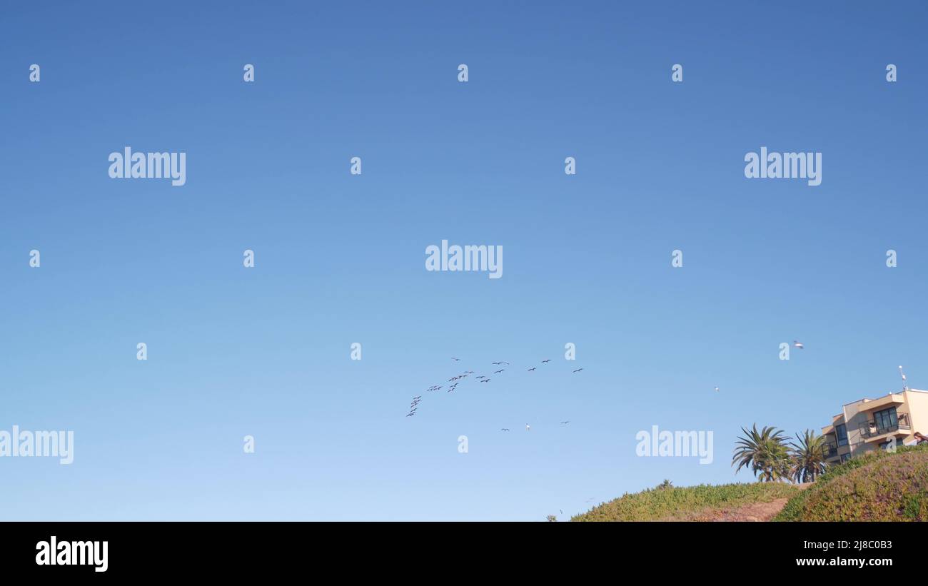 Flock of wild brown pelican flying, blue sky, palm trees by beach ...