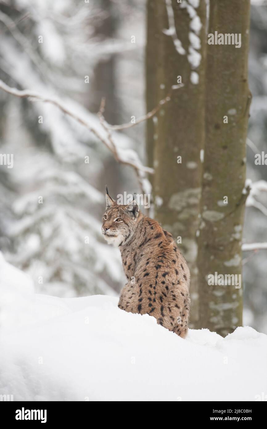 Lynx in trees hi-res stock photography and images - Alamy