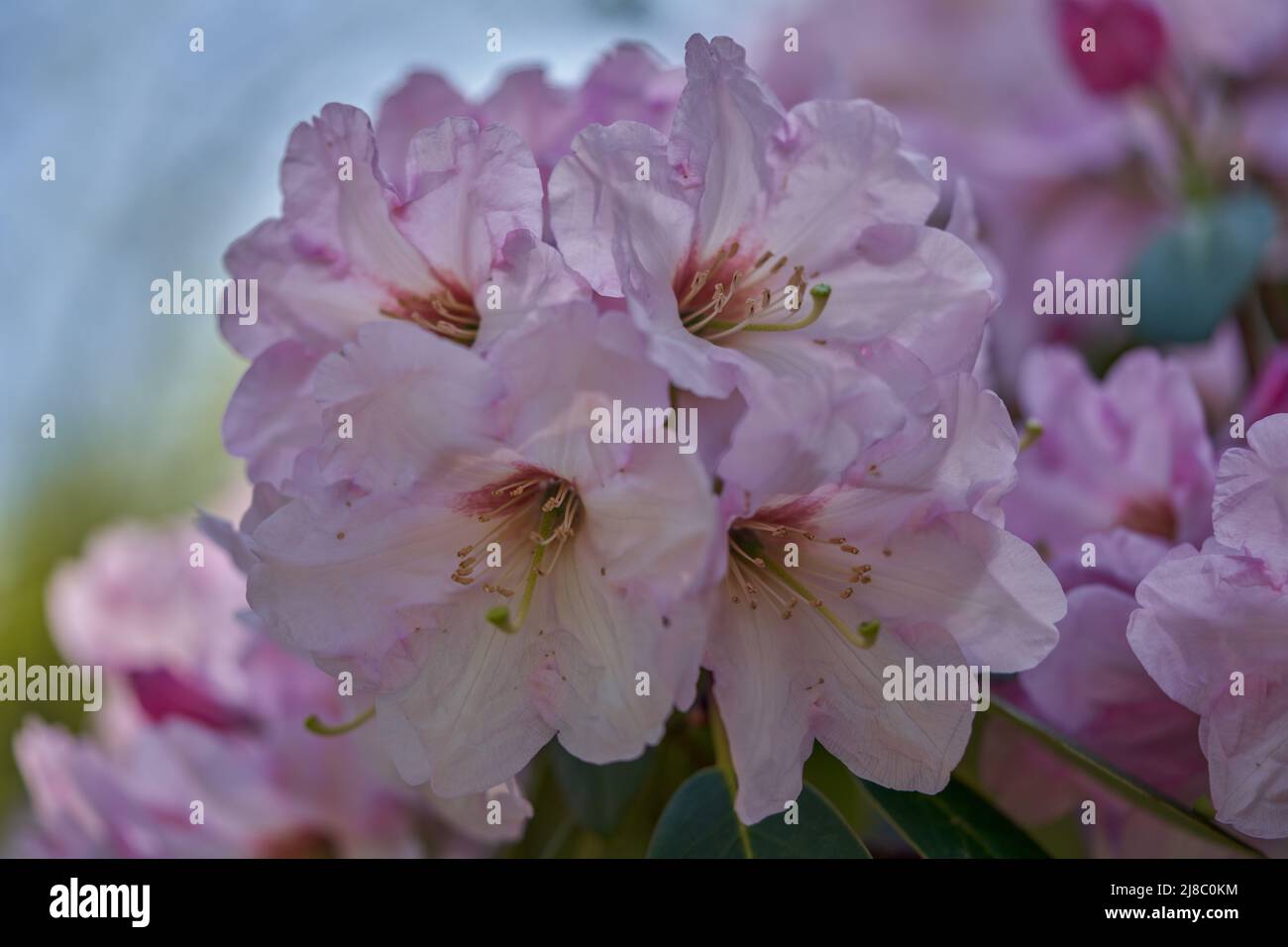 Lush,colorful pale pink Rhododendron fortunei blossom flowers close up ...