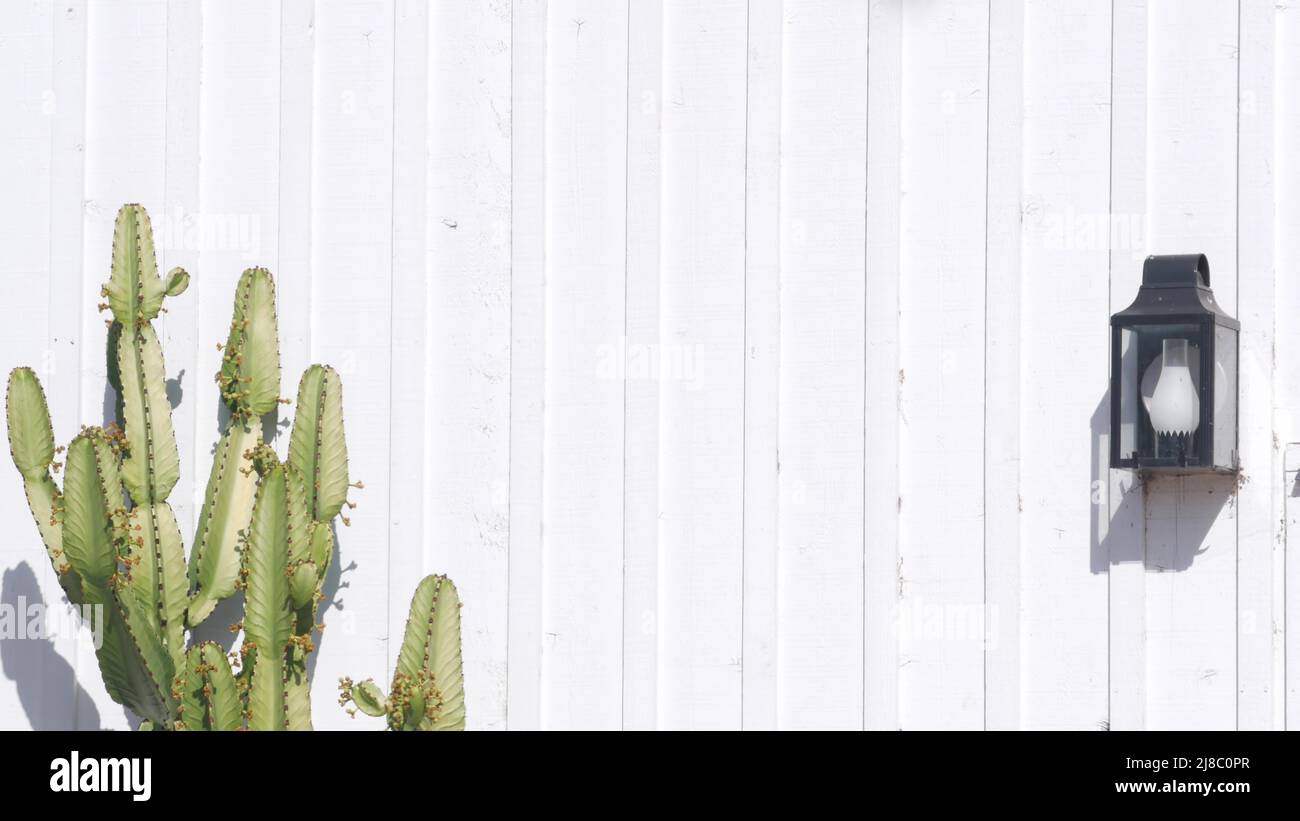 Green succulent cactus plant, white wooden wall with retro lantern ...