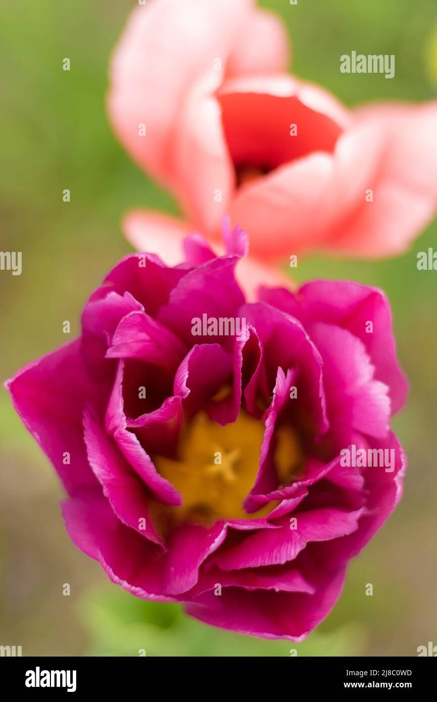 Burgundy lush tulip. Pink tulips in a flower bed. Double Flowering ...