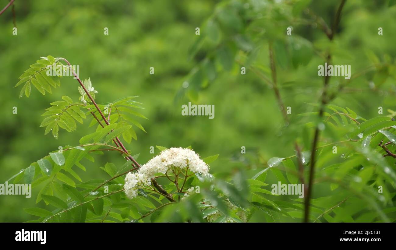 Rain drops falling, fresh green juicy leaves in spring forest. Droplets ...
