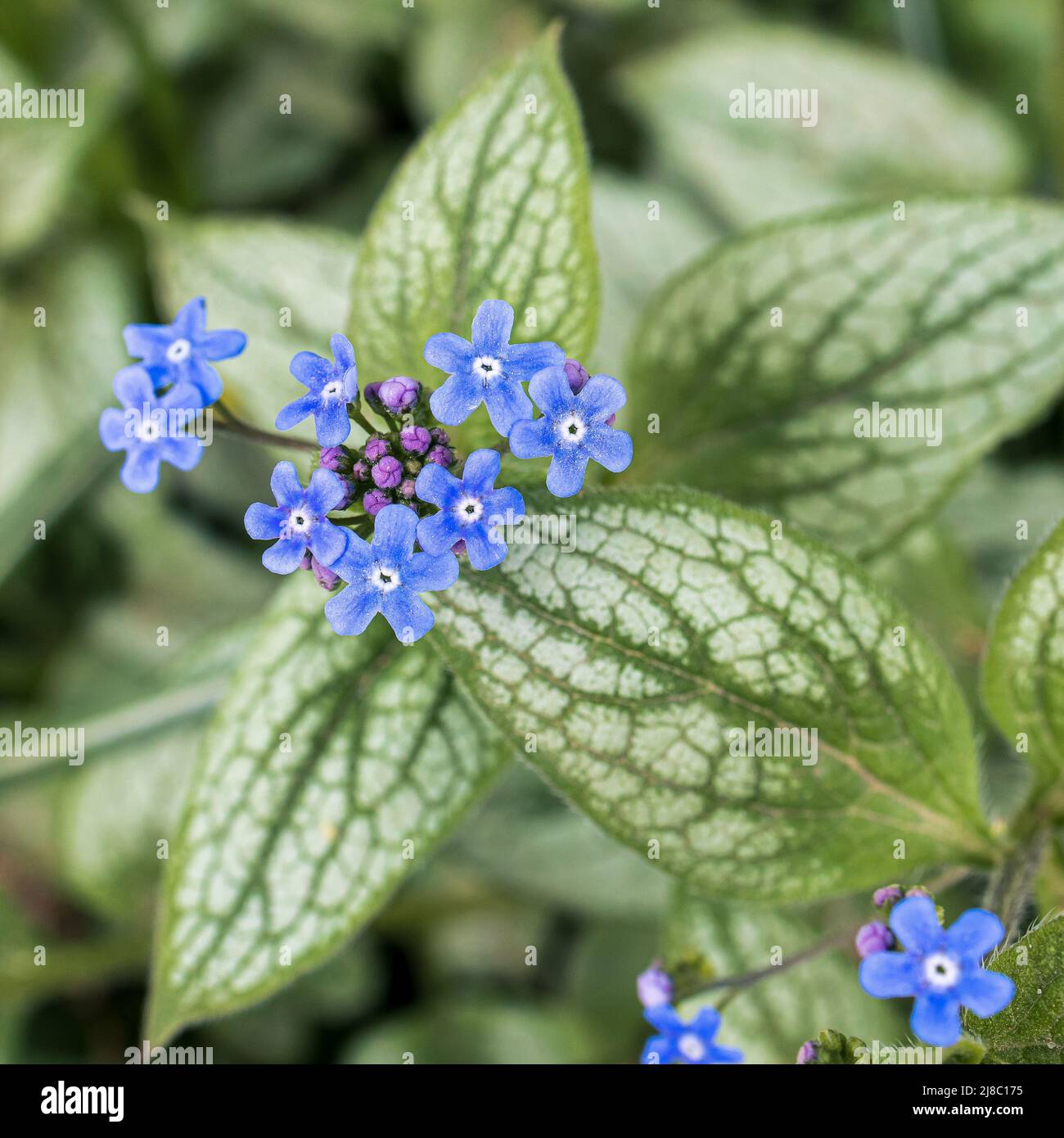 Brunnera macrophylla, the Siberian bugloss, great forget-me-not ...