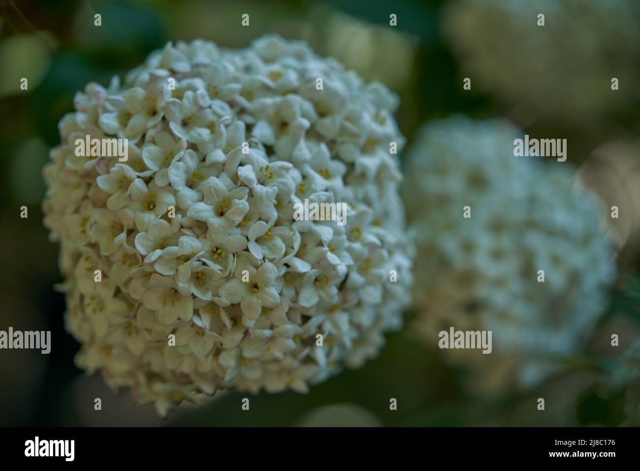 fragrant snowball white blossim Stock Photo - Alamy