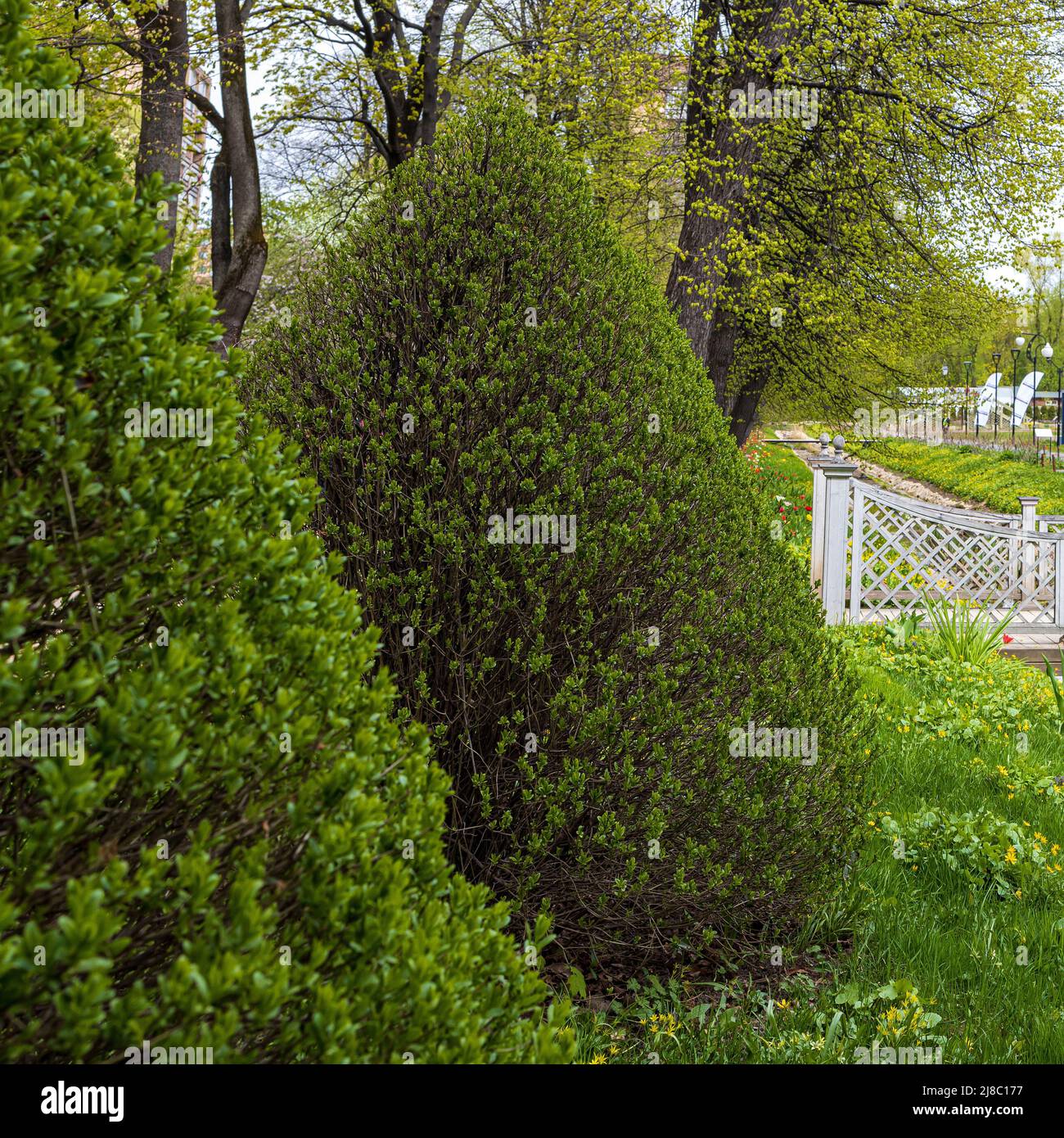 Trimmed bushes Ligustrum vulgare in the form of a pyramid decorate the ...