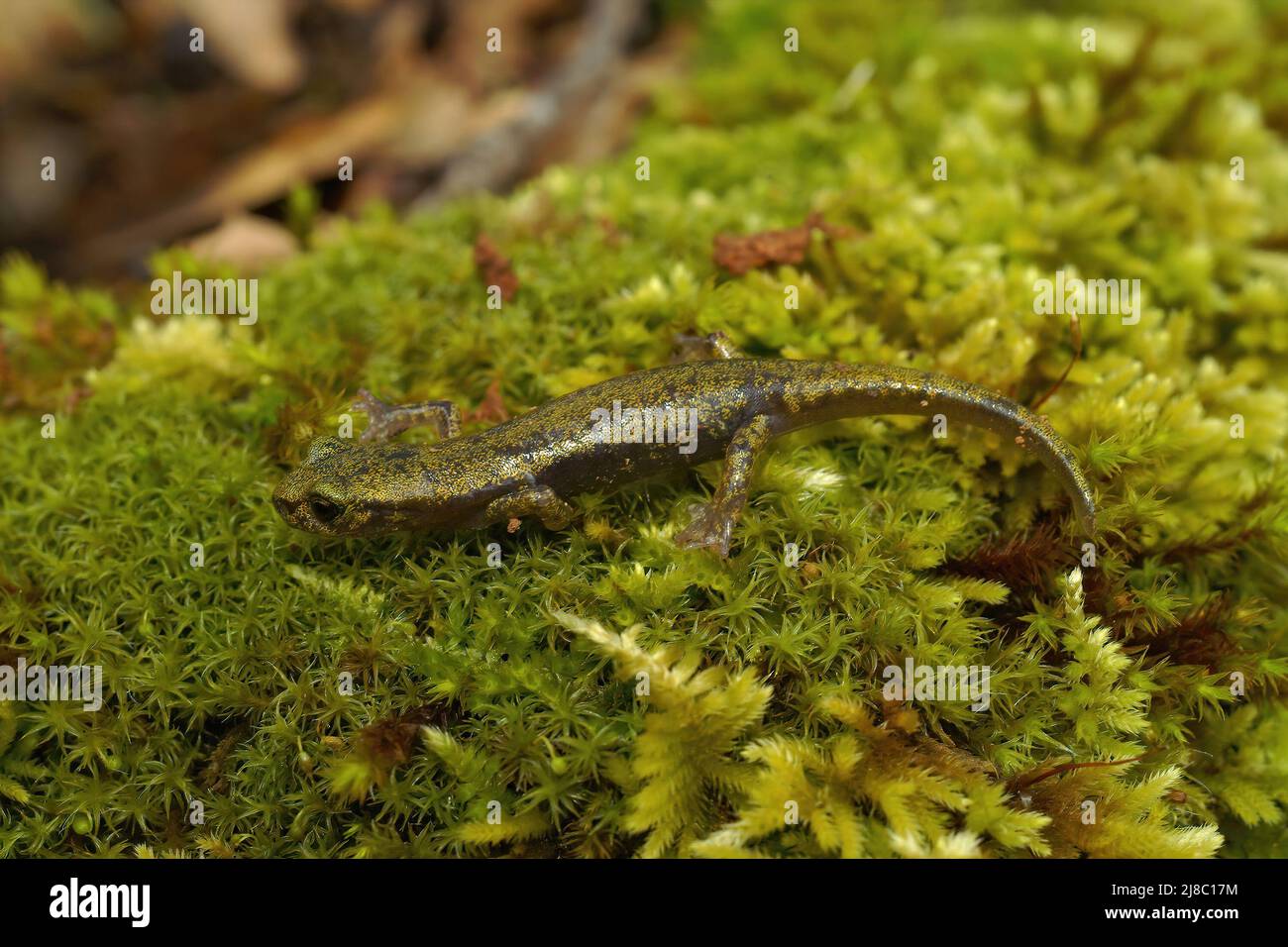 Hhlensalamander hi-res stock photography and images - Alamy