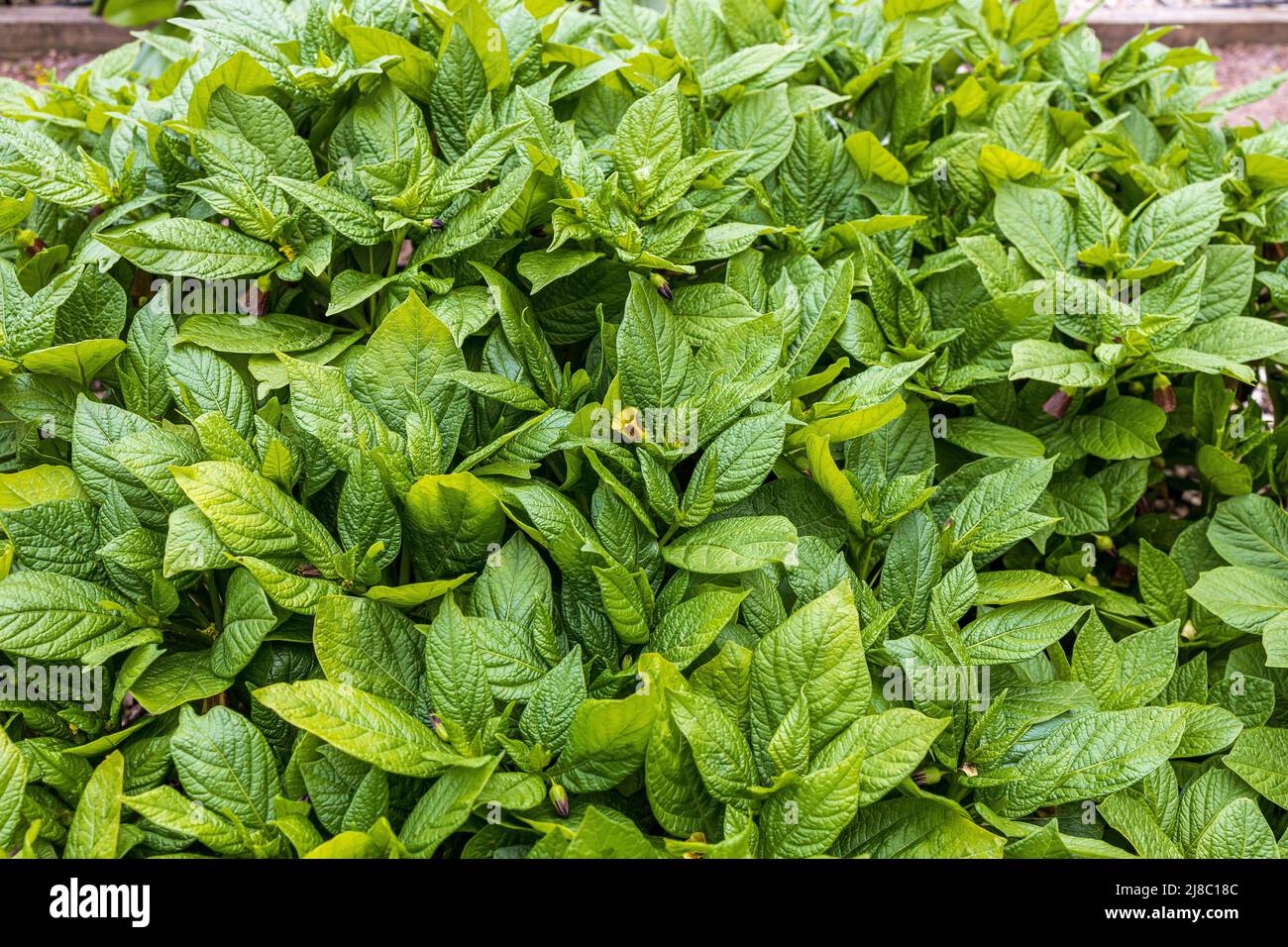 Scopola hi-res stock photography and images - Alamy