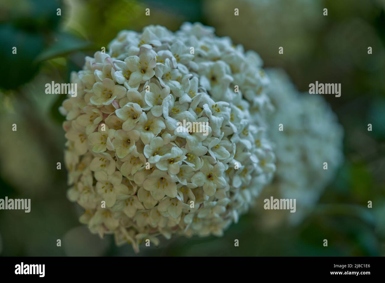 fragrant snowball white blossim Stock Photo - Alamy