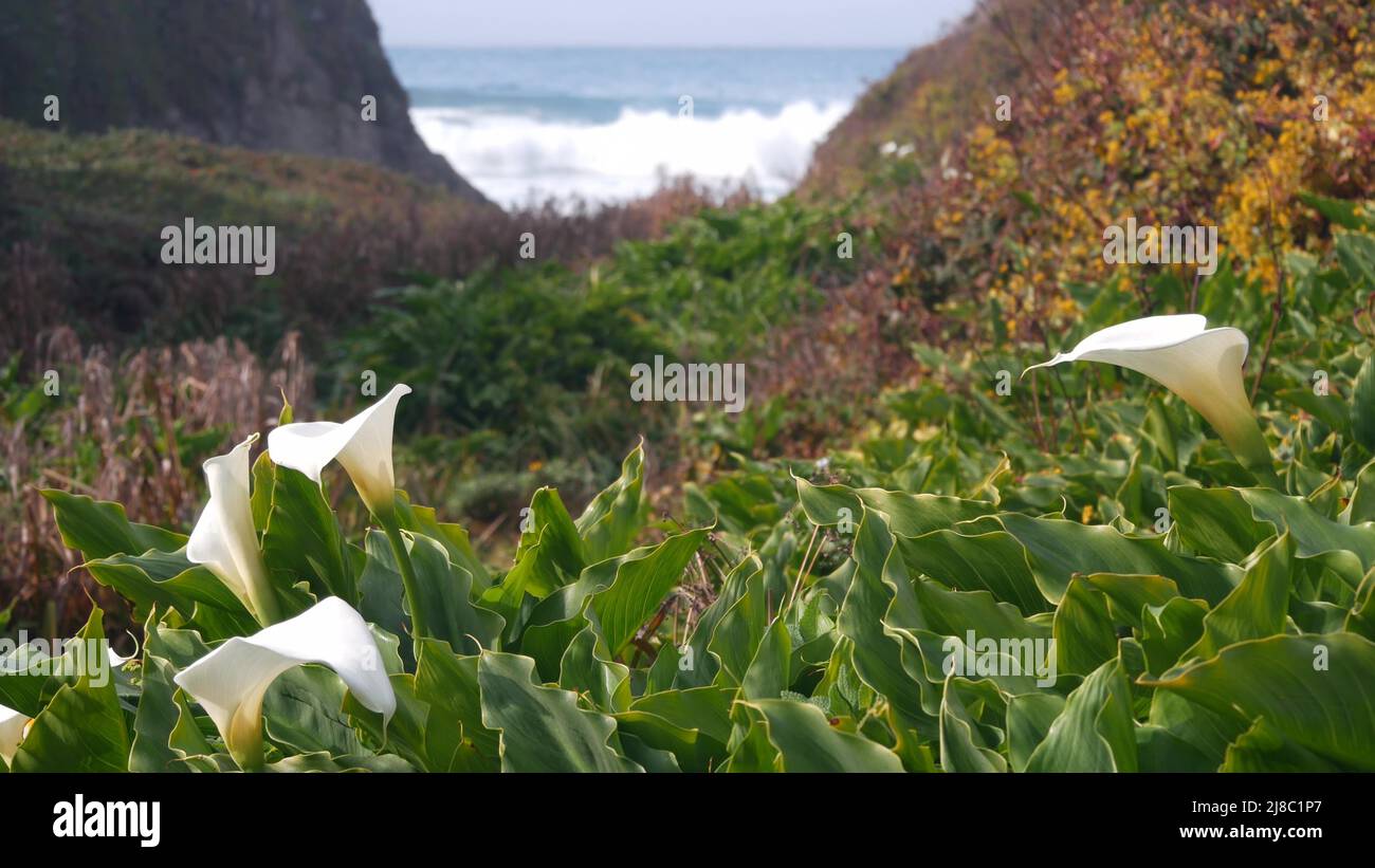 Calla lily valley, creek canyon on Garrapata beach, Big Sur landscape ...
