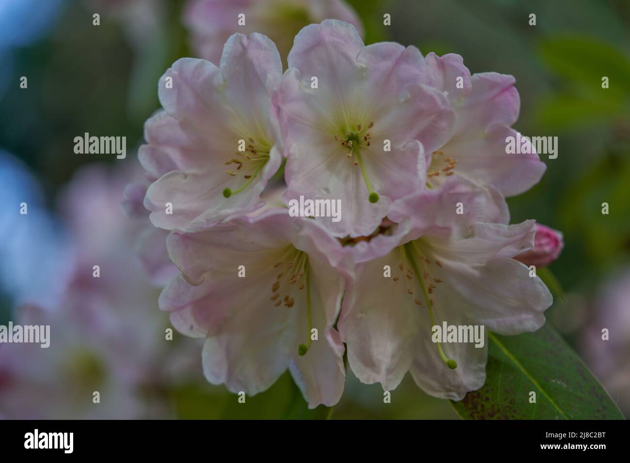 Lush,colorful pale pink Rhododendron fortunei blossom flowers close up ...