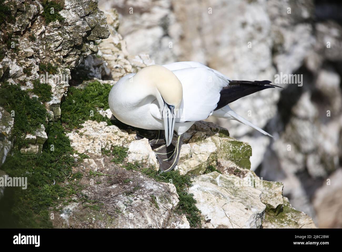 Northern gannets preparing for the breeding season on the cliffs Stock ...