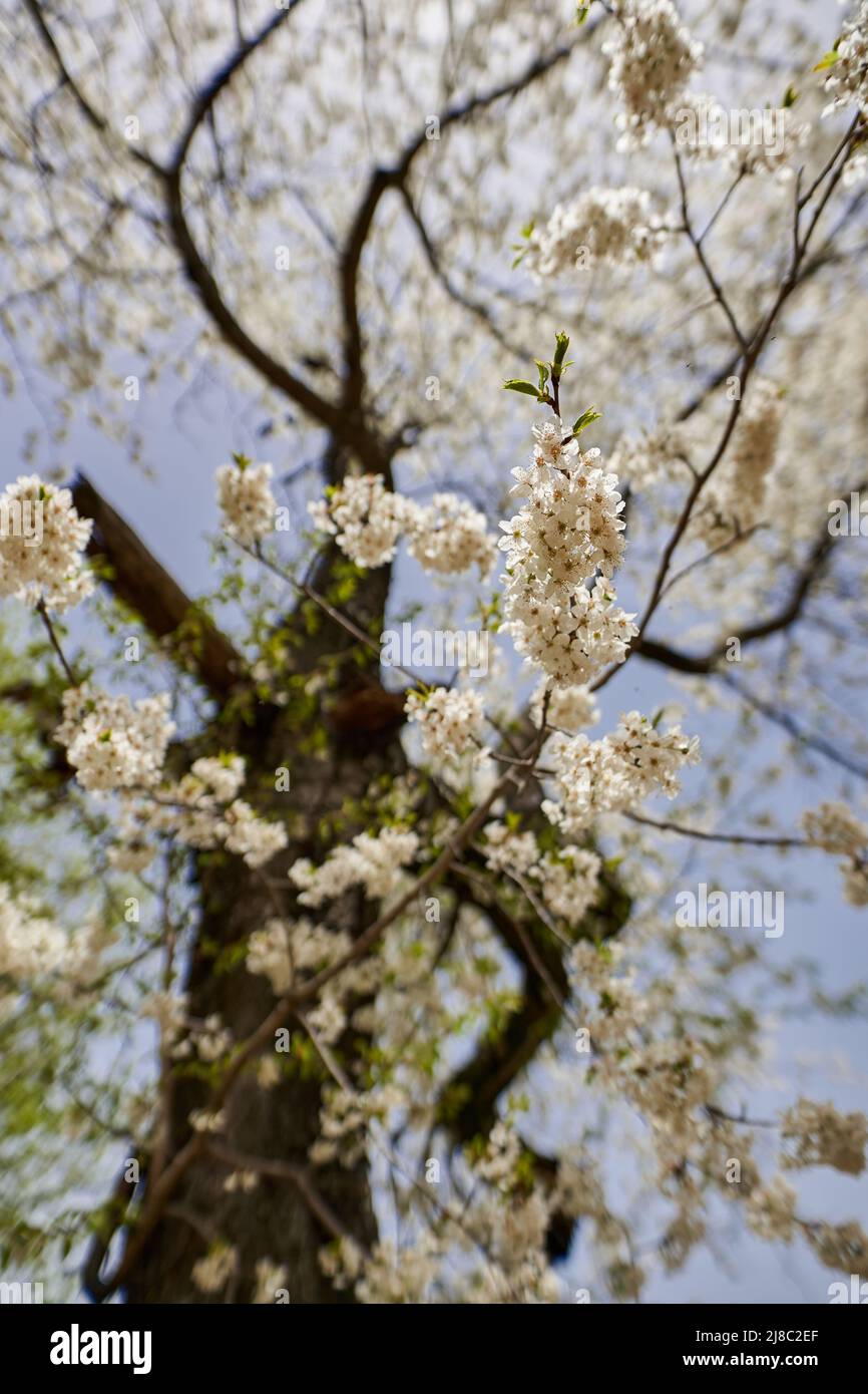 Wild cherry tree in full bloom, with lots of tiny flowers Stock Photo ...