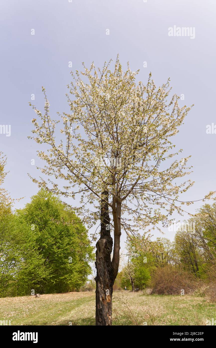 Wild cherry tree in full bloom, with lots of tiny flowers Stock Photo ...