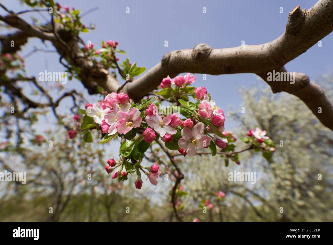Apple trees orchard in the late spring early summer, ready to bloom ...