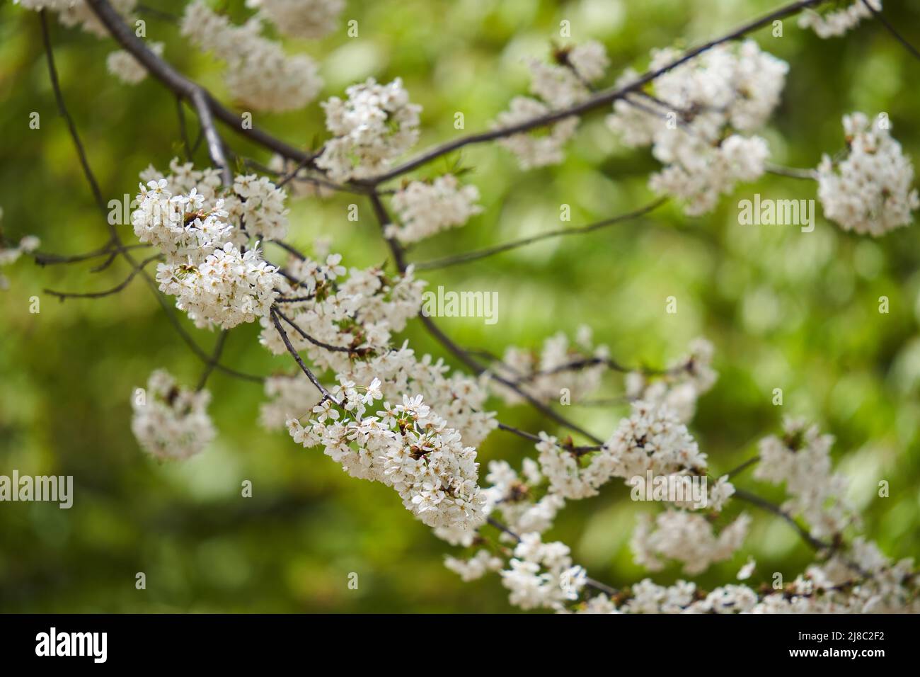 Wild cherry tree in full bloom, with lots of tiny flowers Stock Photo ...