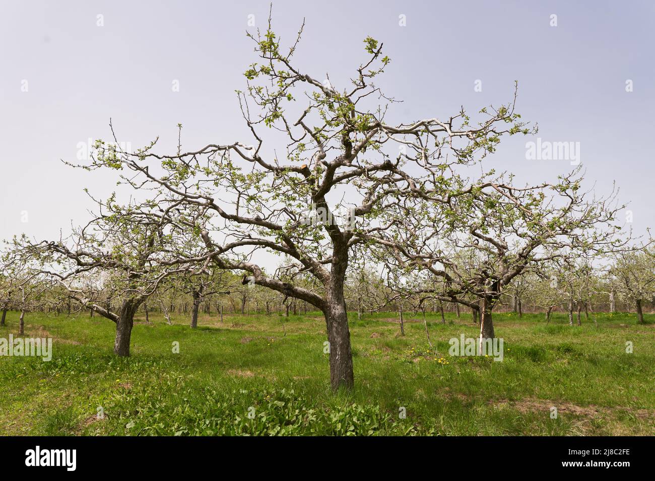 Apple trees orchard in the late spring early summer, ready to bloom ...