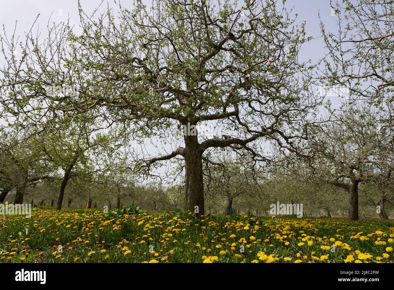 Apple trees orchard in the late spring early summer, ready to bloom ...
