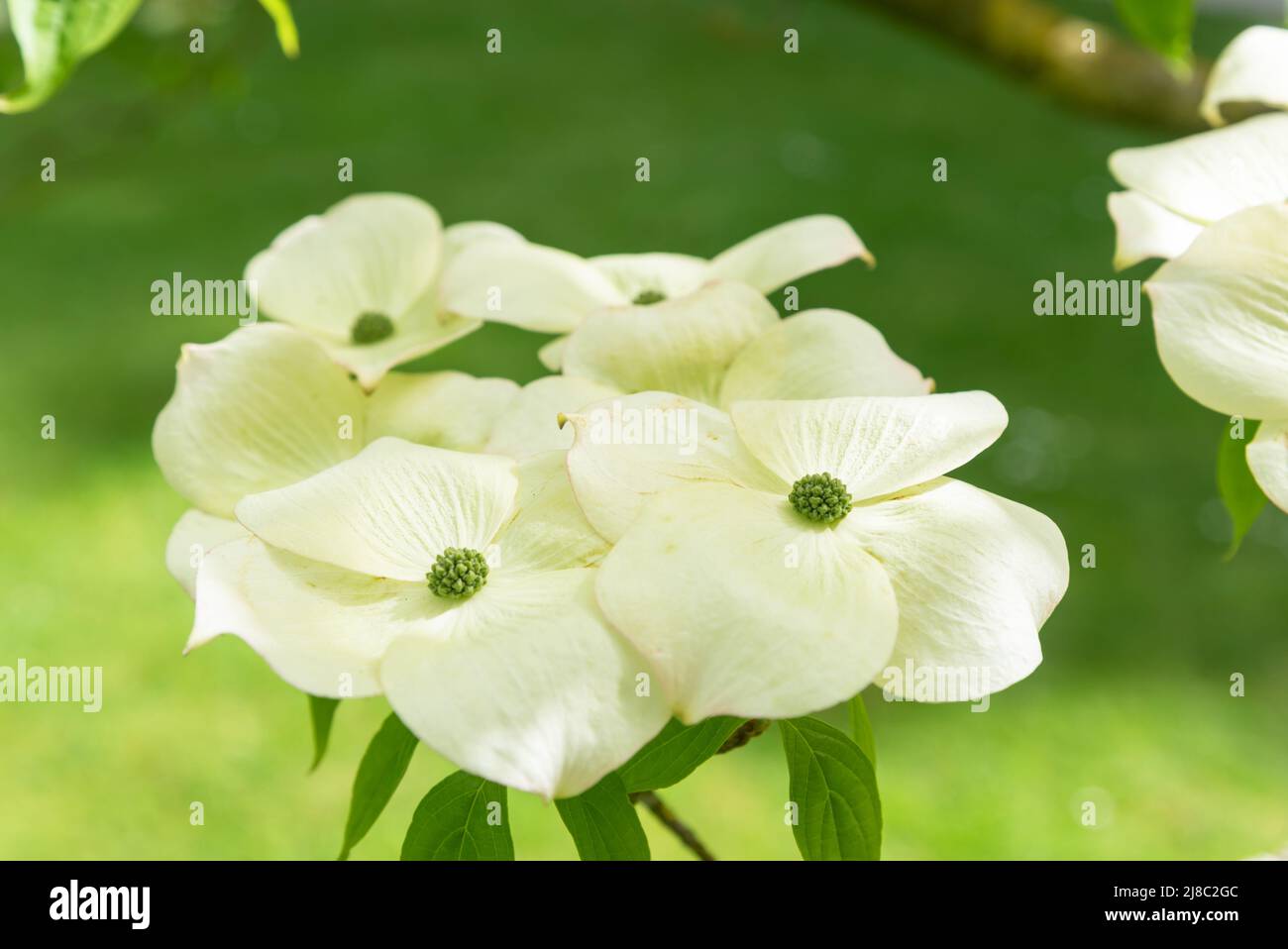 Cornus aurora hi-res stock photography and images - Alamy