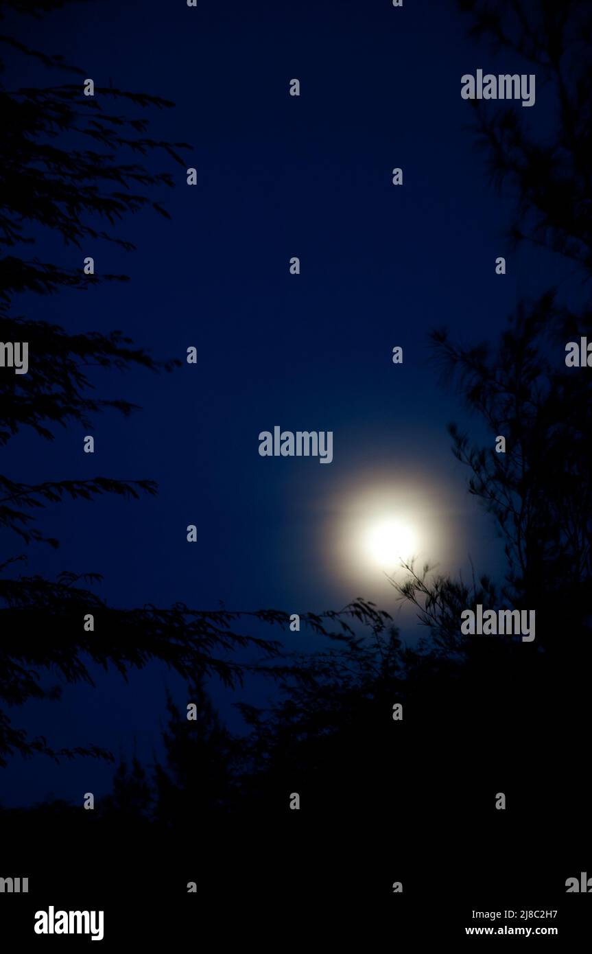 Full moon over the trees at nigt. Langue de Barbarie National Park ...