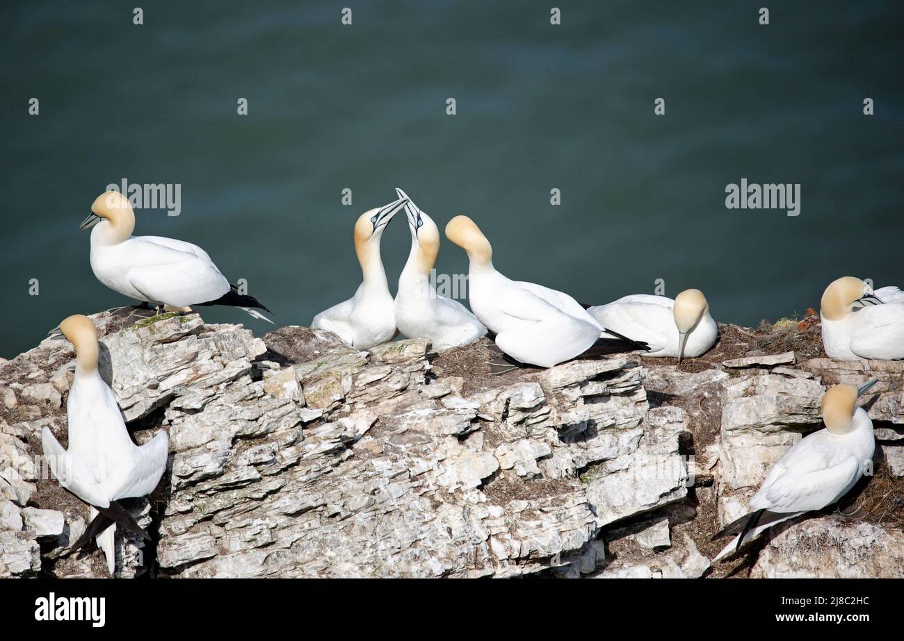 Northern gannets preparing for the breeding season on the cliffs Stock ...