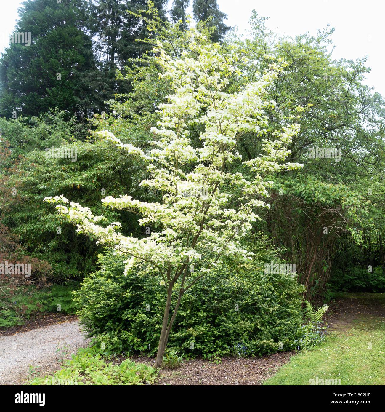 Cornus x rutgersensis contsellation hi-res stock photography and images ...