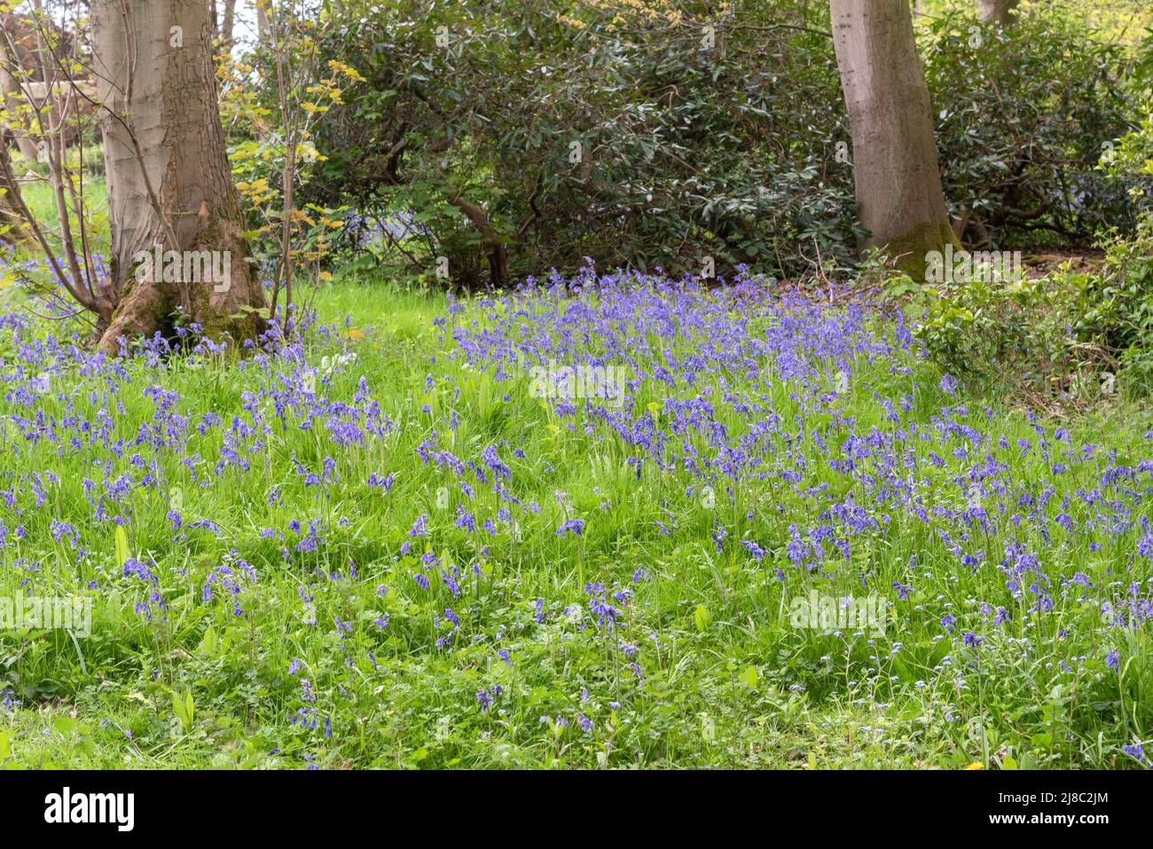 Small area of bluebells Stock Photo - Alamy