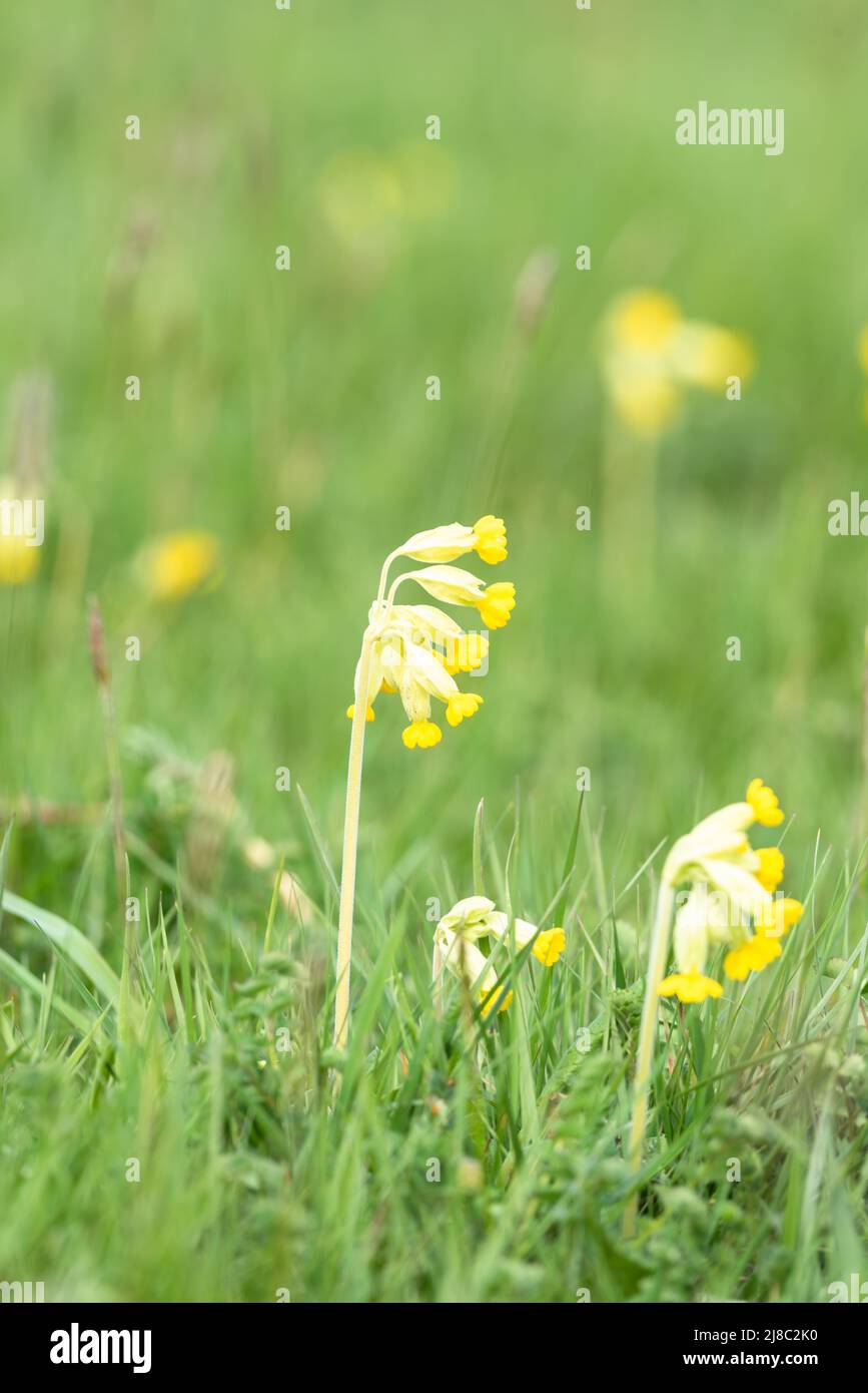 Yellow cowslip hi-res stock photography and images - Alamy
