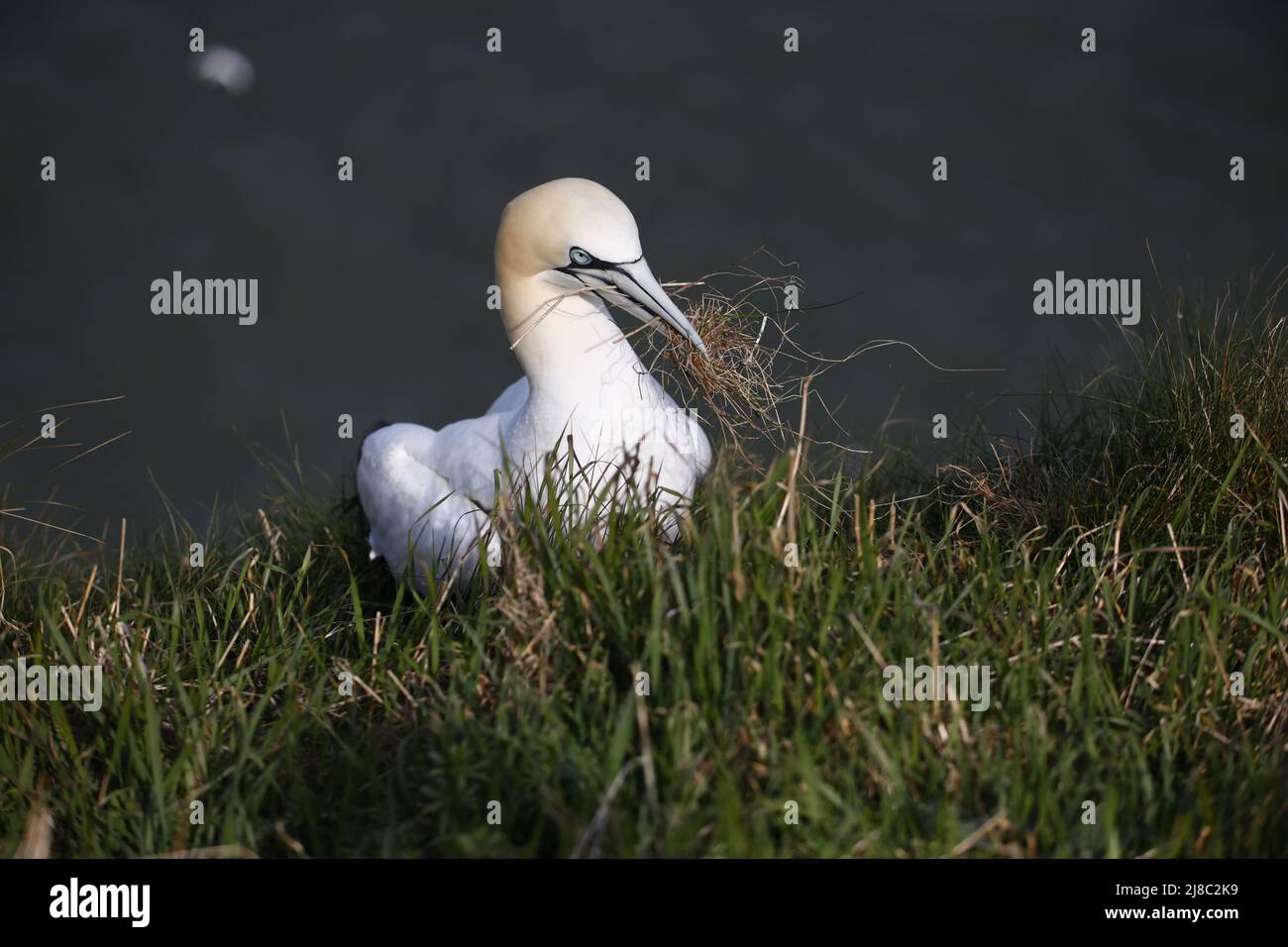 Northern gannets preparing for the breeding season on the cliffs Stock ...
