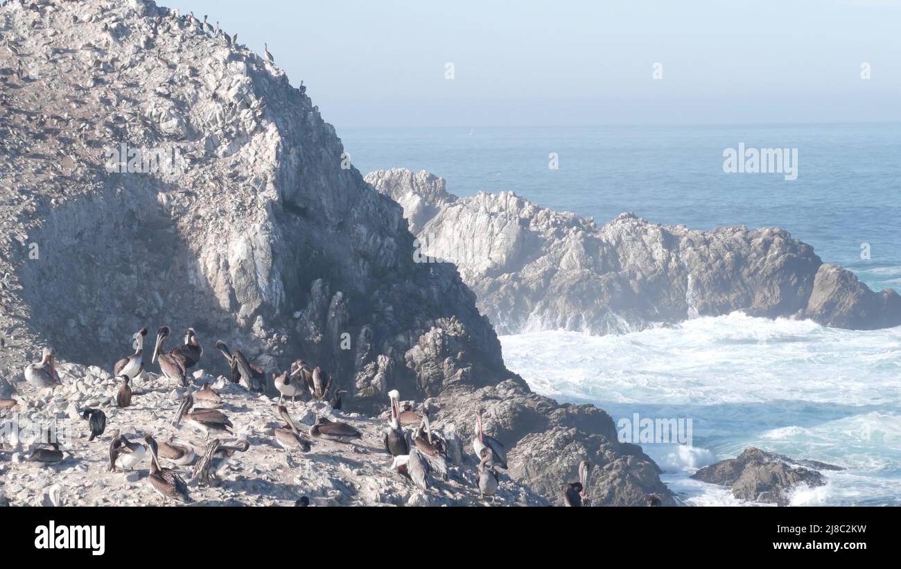 Flock of brown pelicans on cliff, rocky island in ocean, Point Lobos ...