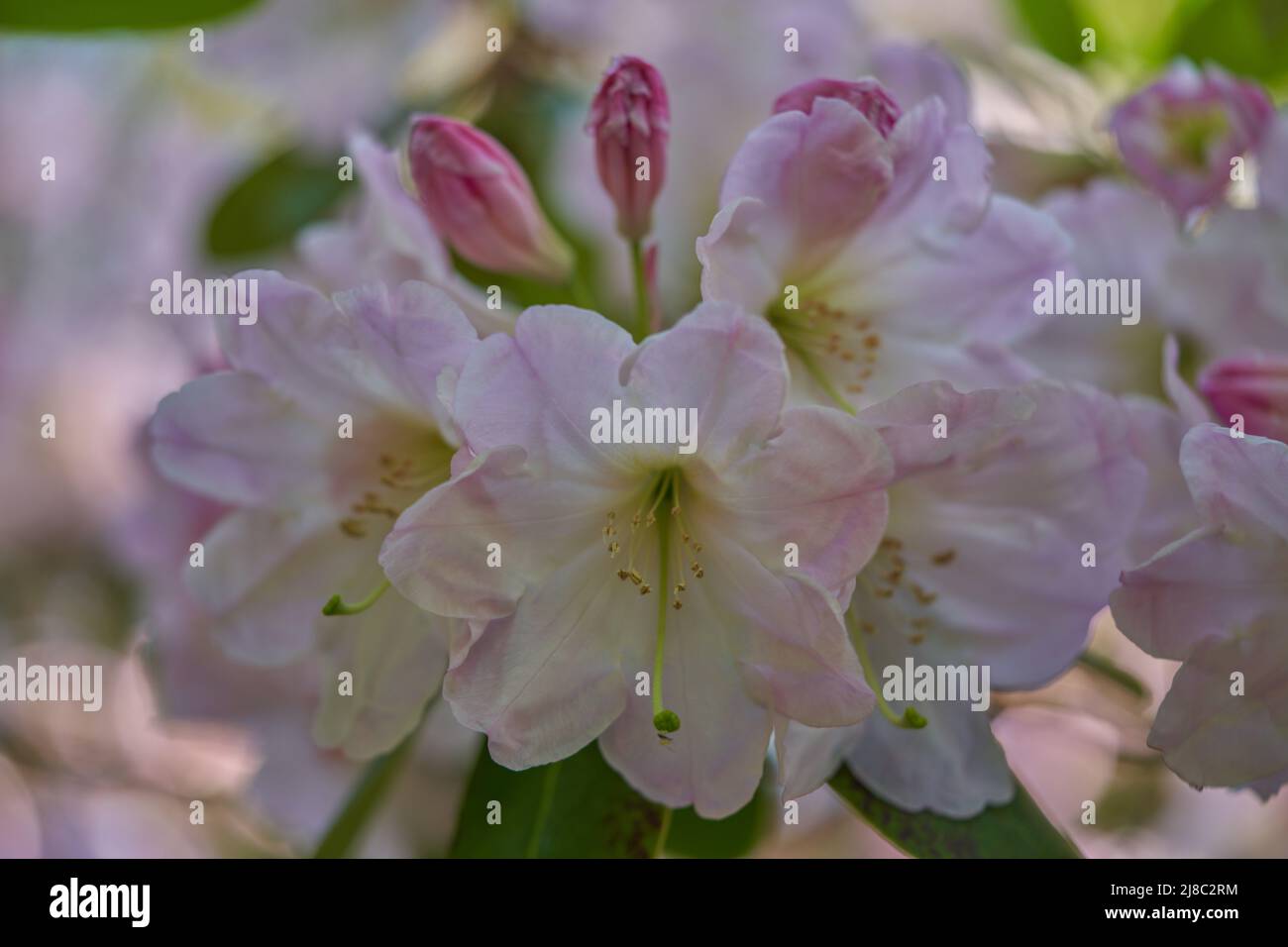 Lush,colorful pale pink Rhododendron fortunei blossom flowers close up ...