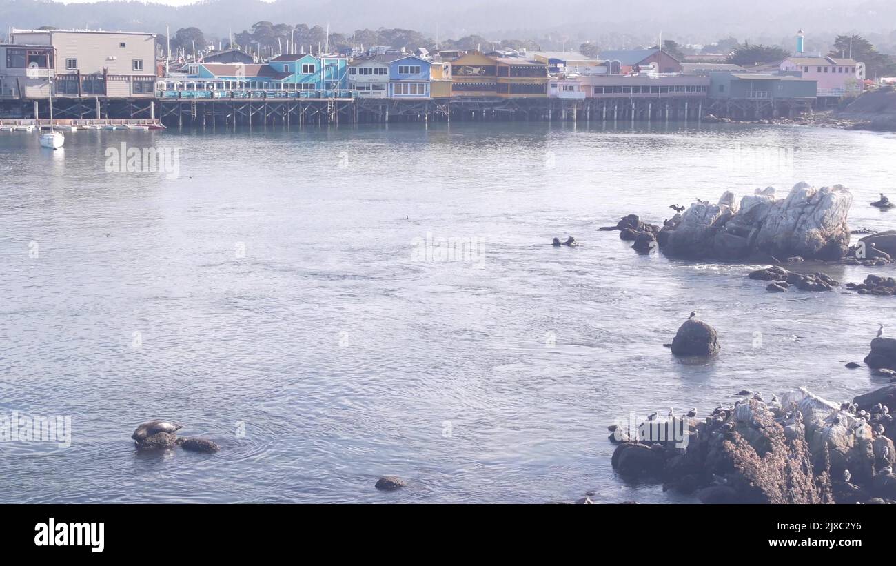 Colorful wooden houses on piles, pillars or pylons. Sea lion, spotted ...