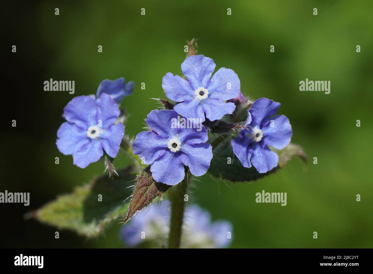 Close up blue flowers of green alkanet (Pentaglottis sempervirens ...