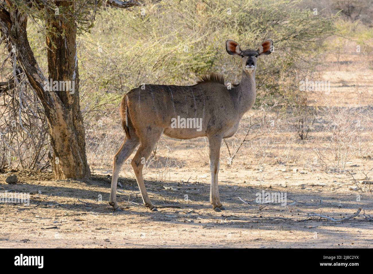 Koodoos hi-res stock photography and images - Alamy