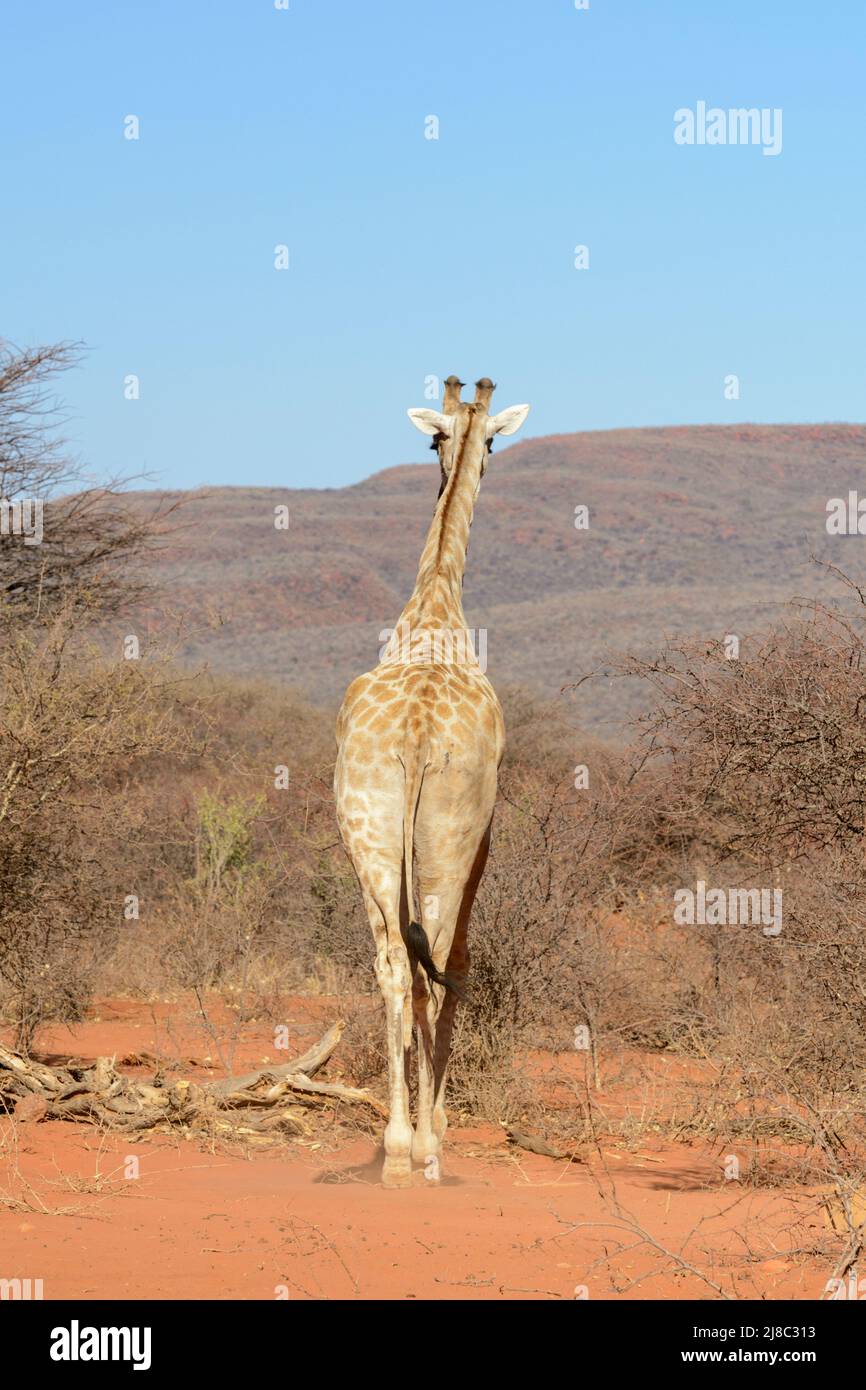 Angolan giraffe (Giraffa camelopardalis angolensis or Giraffa giraffa ...