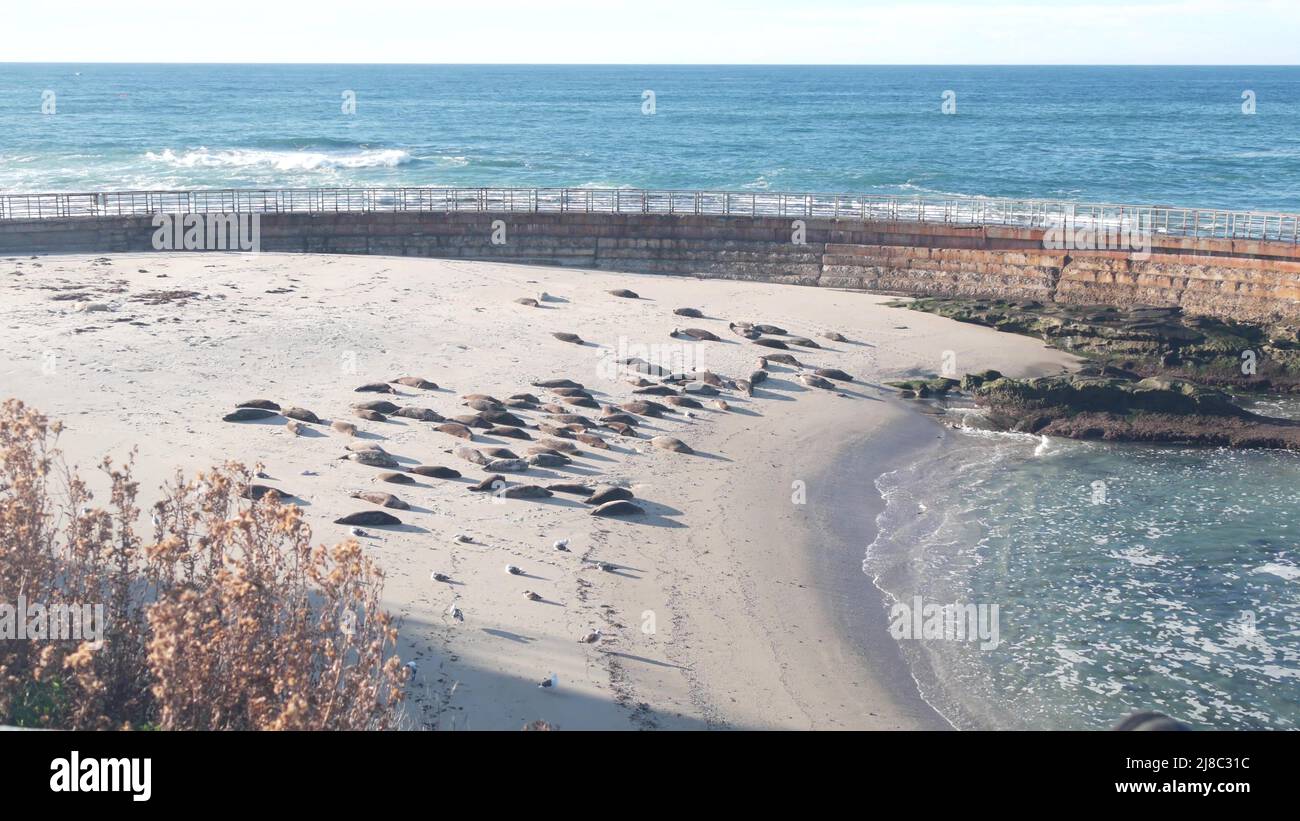 Wild spotted fur seal rookery, pacific harbor sea lions resting, sandy ...