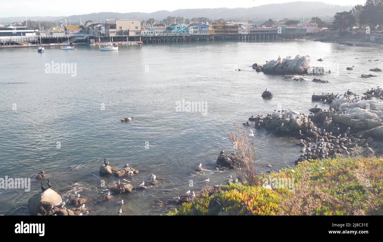 Colorful wooden houses on piles, pillars or pylons. Sea lion, spotted ...